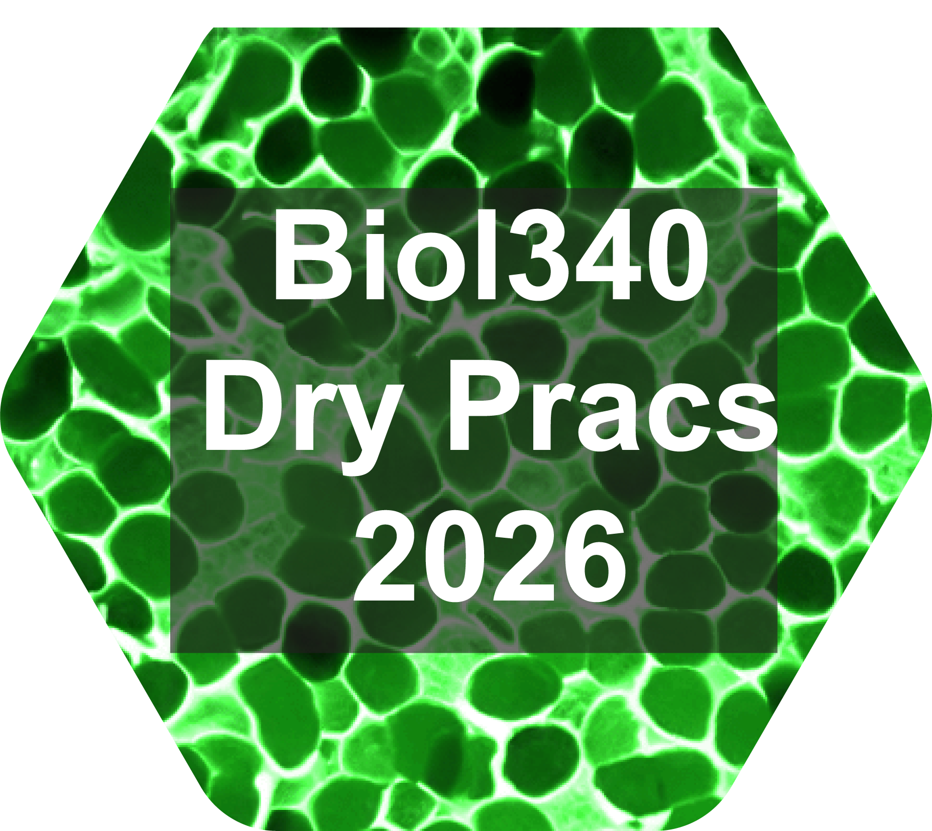 Setting up your workspace – BIOL340 - Autumn 2026
